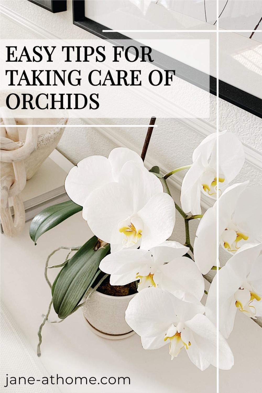 Easy Orchid Care Tips (and how to get them to bloom again!)
